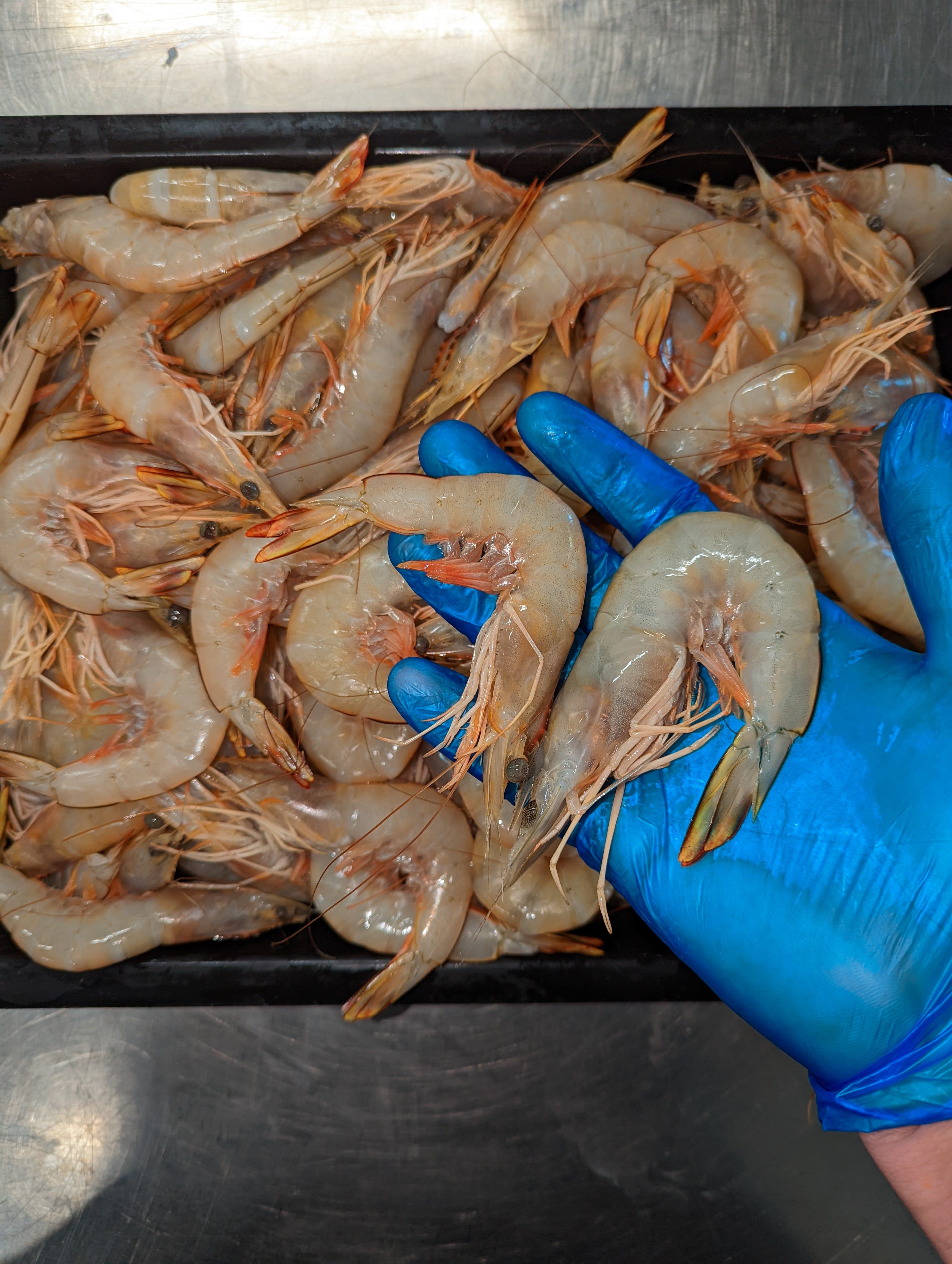 Arabon seafoods